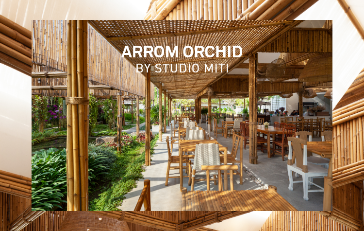 Arrom Orchid : Aesthetic of Bamboo with Sunlight | IAMEVERYTHING.CO